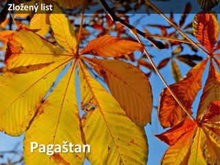 Rastliny - Listy | PPTX