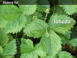 Rastliny - Listy | PPTX