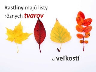 Rastliny - Listy | PPTX