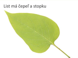 Rastliny - Listy | PPTX