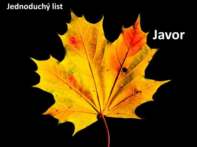 Rastliny - Listy | PPT