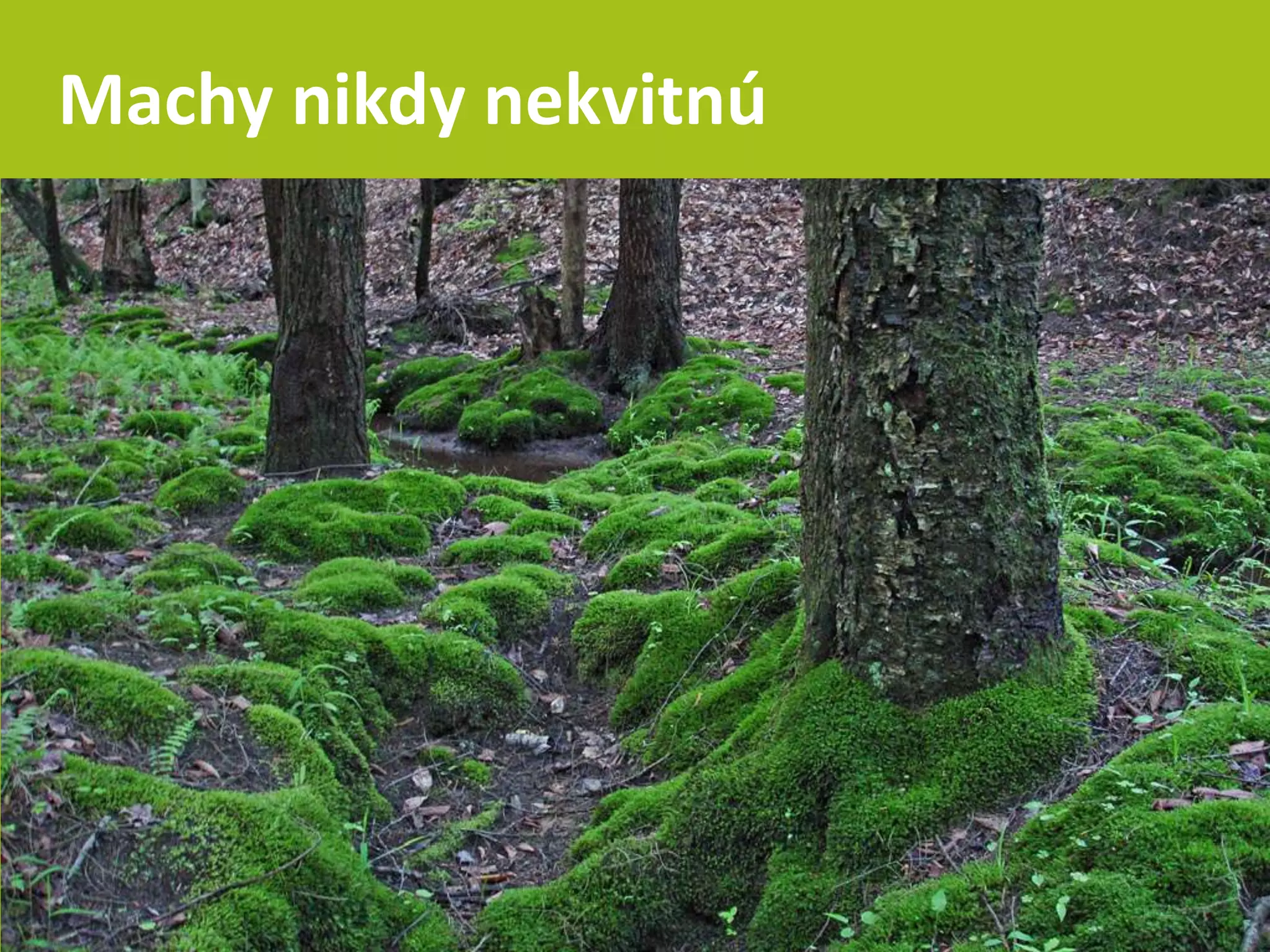 Rastliny - Nekvitnúce Rasliny | PPT