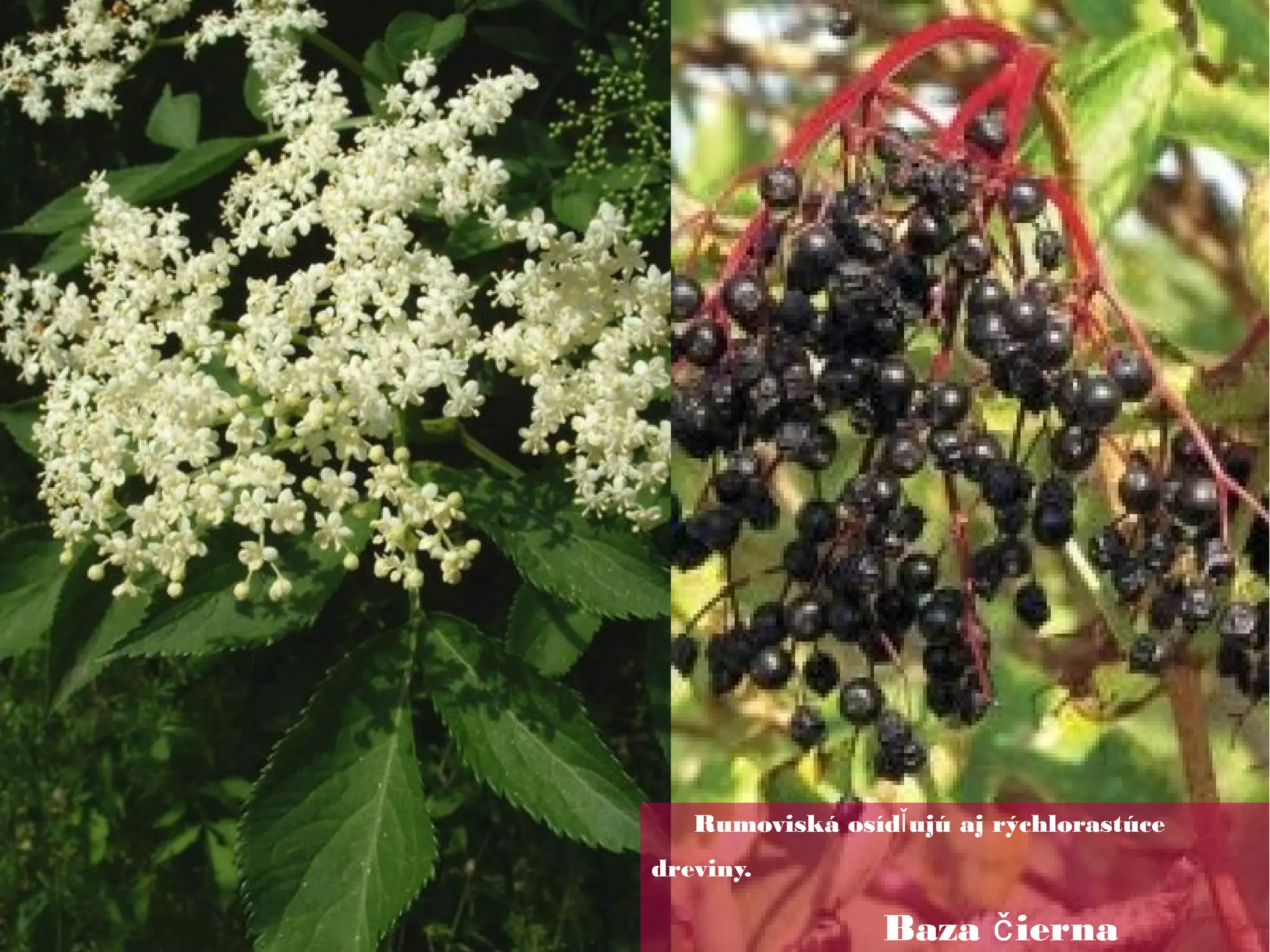 Rastliny rumovísk a okrajov ciest | ODP