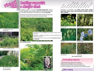 Rastliny rumovísk a okrajov ciest | ODP