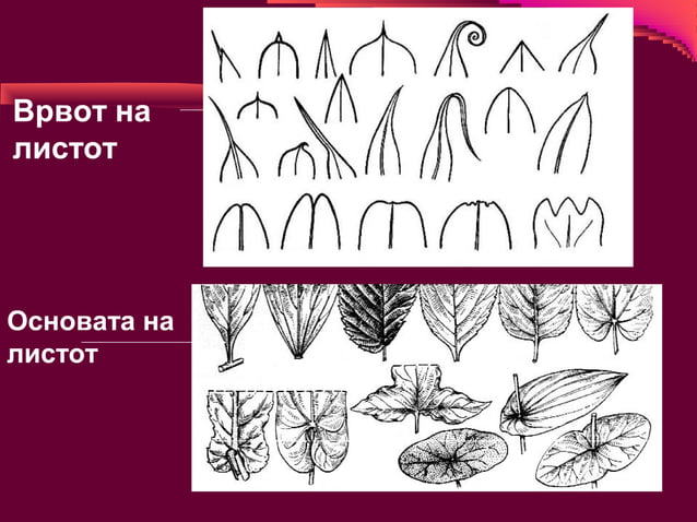 Rastitelni organi | PPT