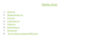 laboratory animal: Rat | PPTX