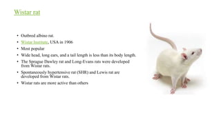 laboratory animal: Rat | PPTX