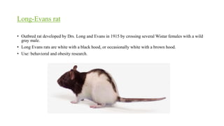 laboratory animal: Rat | PPTX