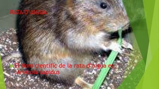 Rata d’aigua | PPTX