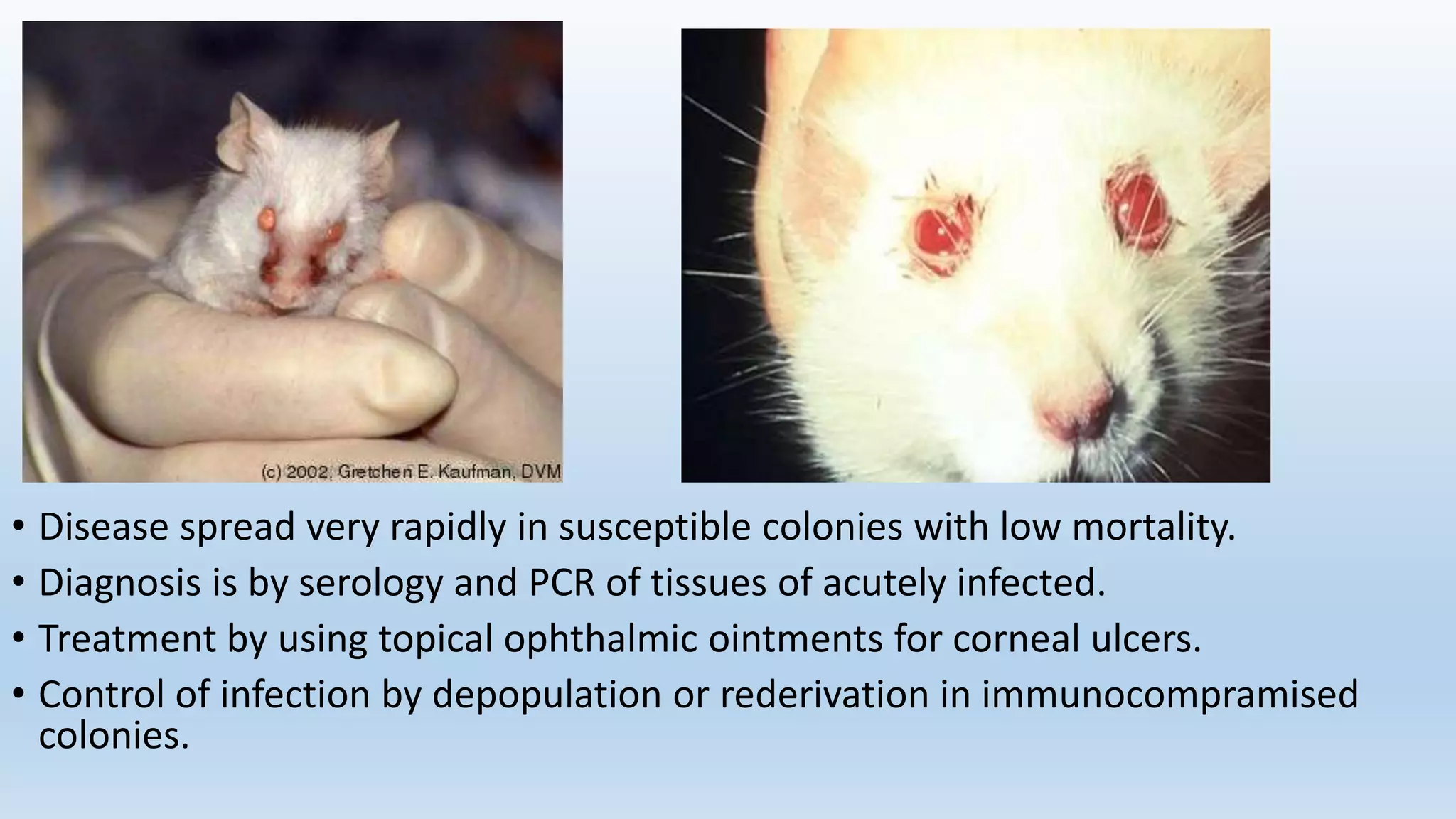 laboratory Rat diseases &control measures | PPTX