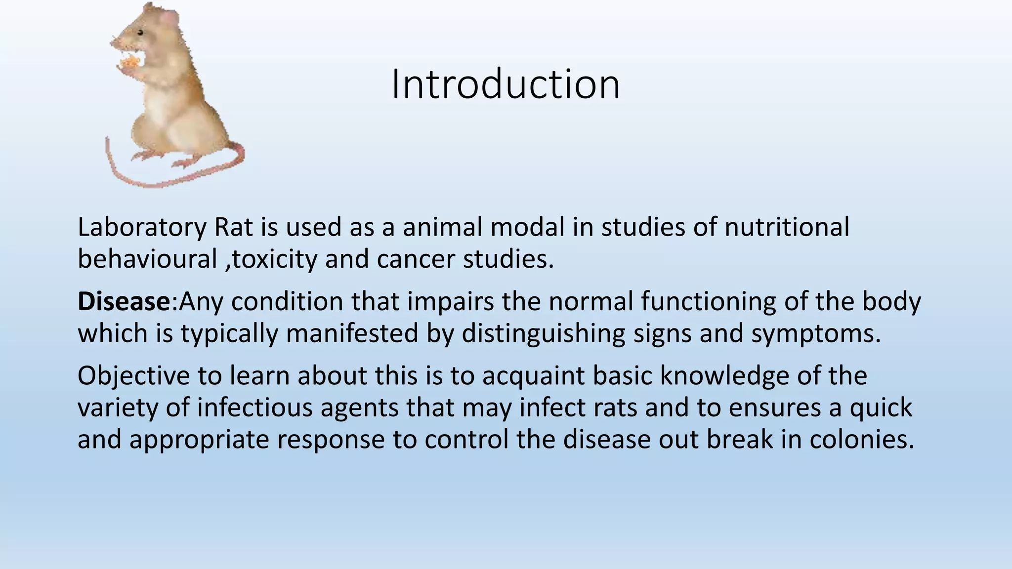 laboratory Rat diseases &control measures | PPTX
