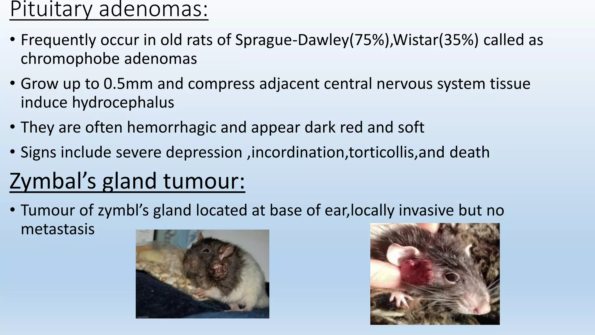 laboratory Rat diseases &control measures | PPTX | Lung and Respiratory ...