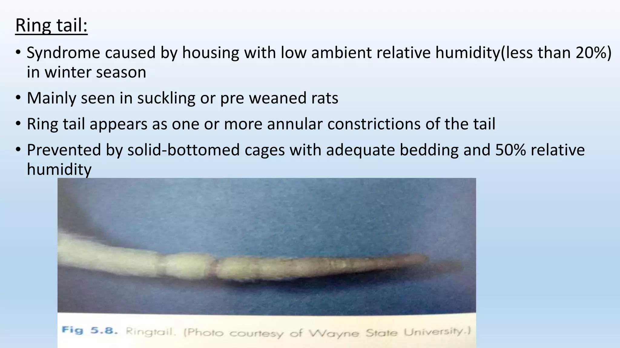 laboratory Rat diseases &control measures | PPTX