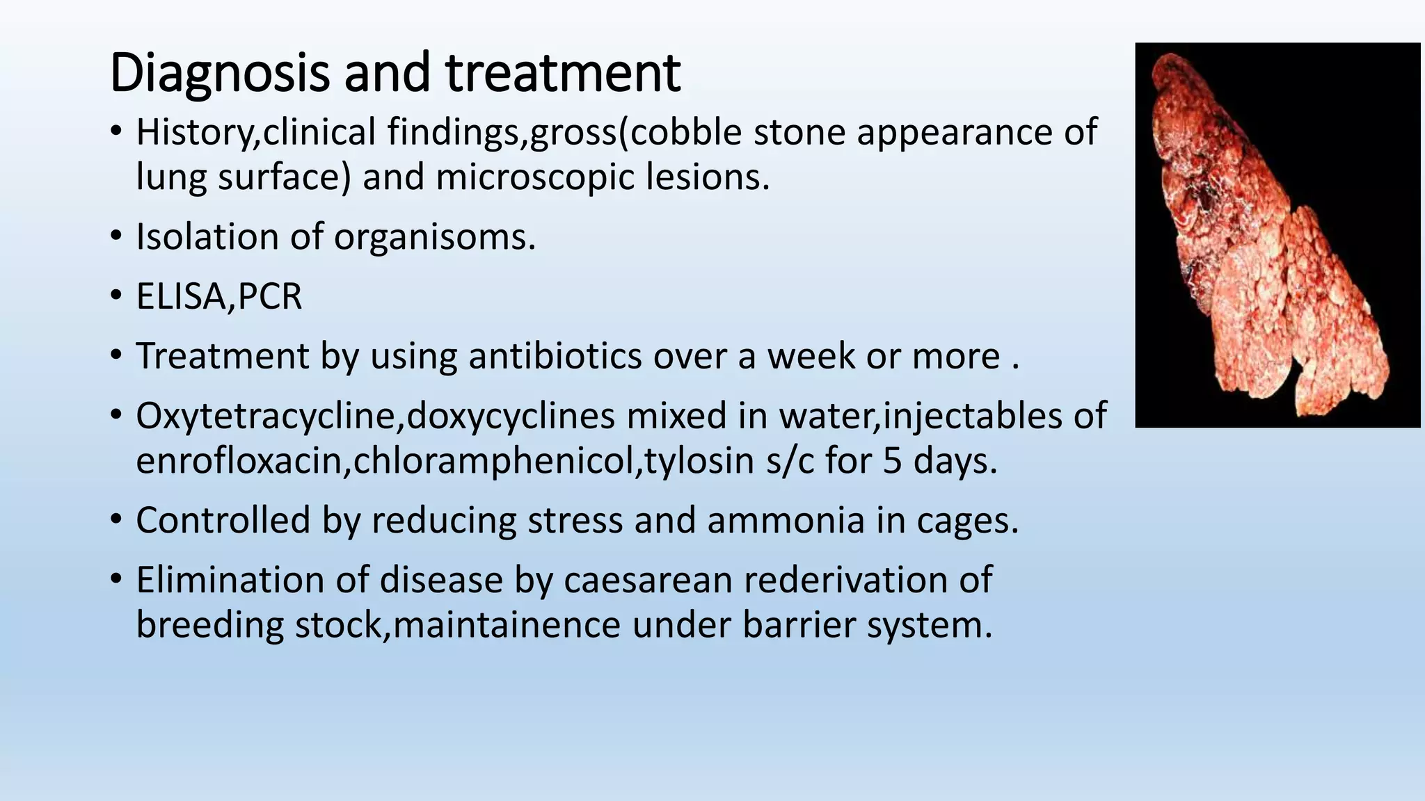 laboratory Rat diseases &control measures | PPTX