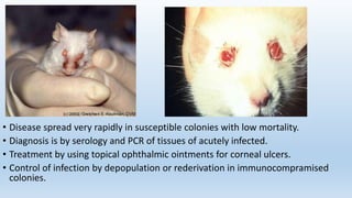 laboratory Rat diseases &control measures | PPTX | Lung and Respiratory ...