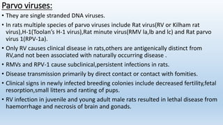 laboratory Rat diseases &control measures | PPTX | Lung and Respiratory ...