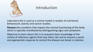 laboratory Rat diseases &control measures | PPTX | Lung and Respiratory ...