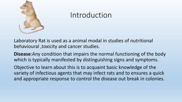 laboratory Rat diseases &control measures | PPTX | Lung and Respiratory ...