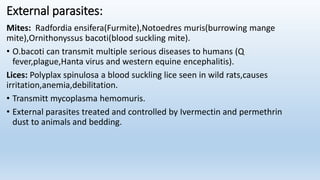 laboratory Rat diseases &control measures | PPTX | Lung and Respiratory ...