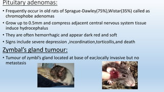 laboratory Rat diseases &control measures | PPTX | Lung and Respiratory ...