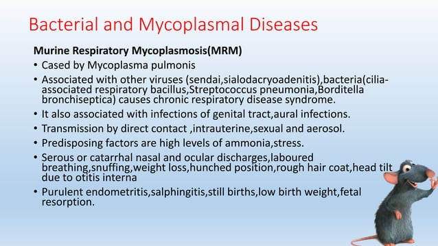 laboratory Rat diseases &control measures | PPTX | Lung and Respiratory ...