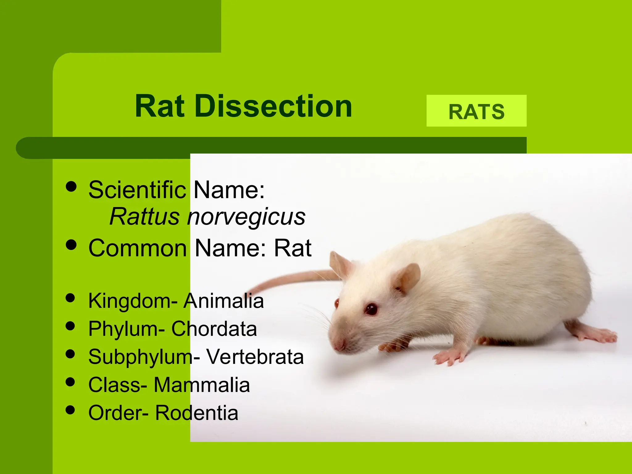 New curriculum a lRat_Dissection (1).ppt