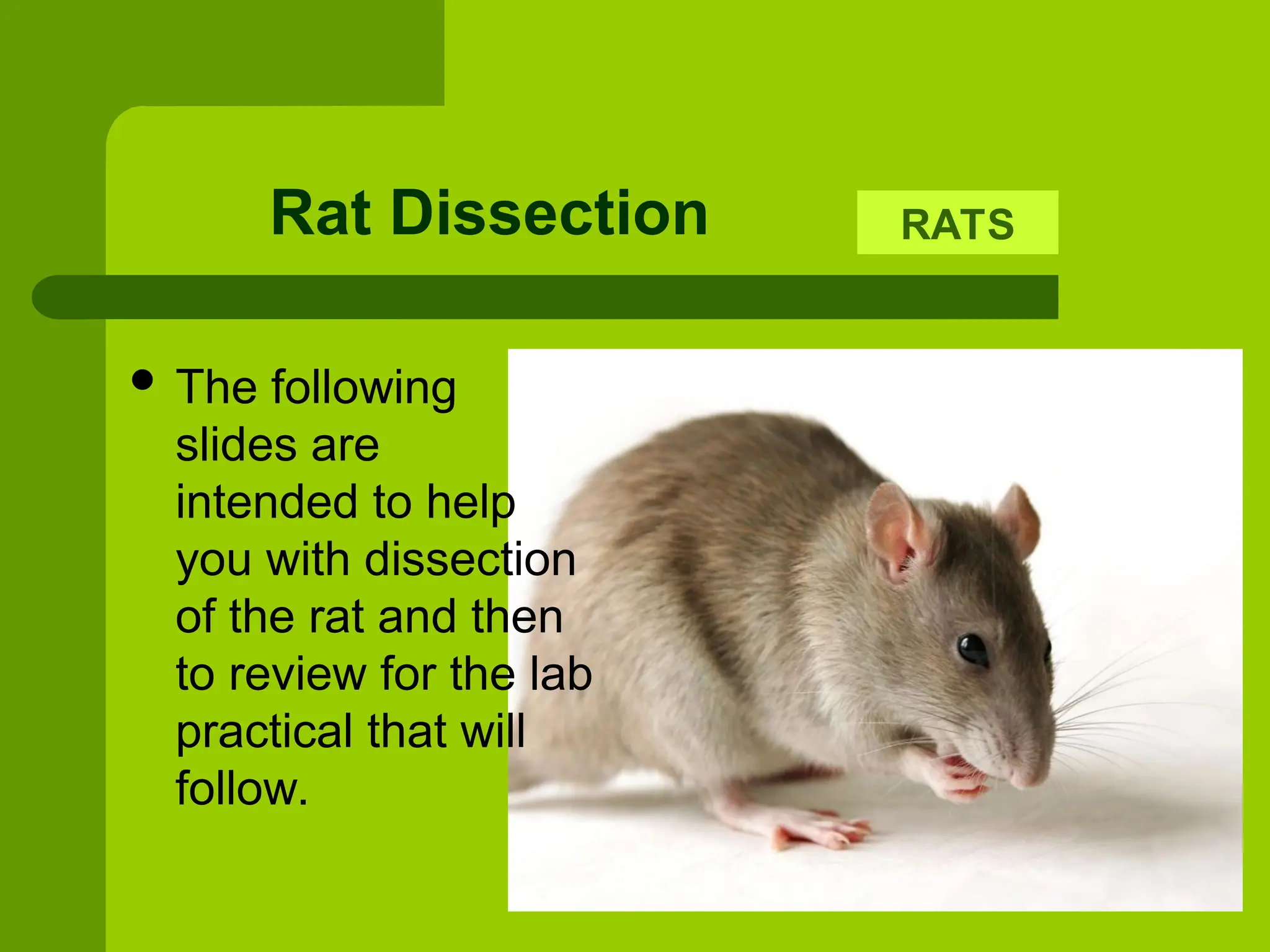 New curriculum a lRat_Dissection (1).ppt