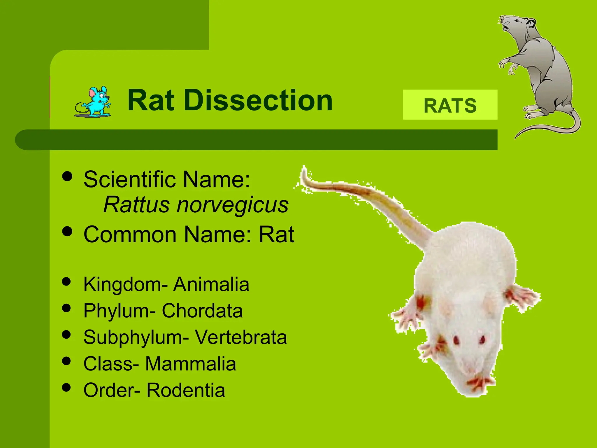 RatDissectionppt new curriculum project.ppt