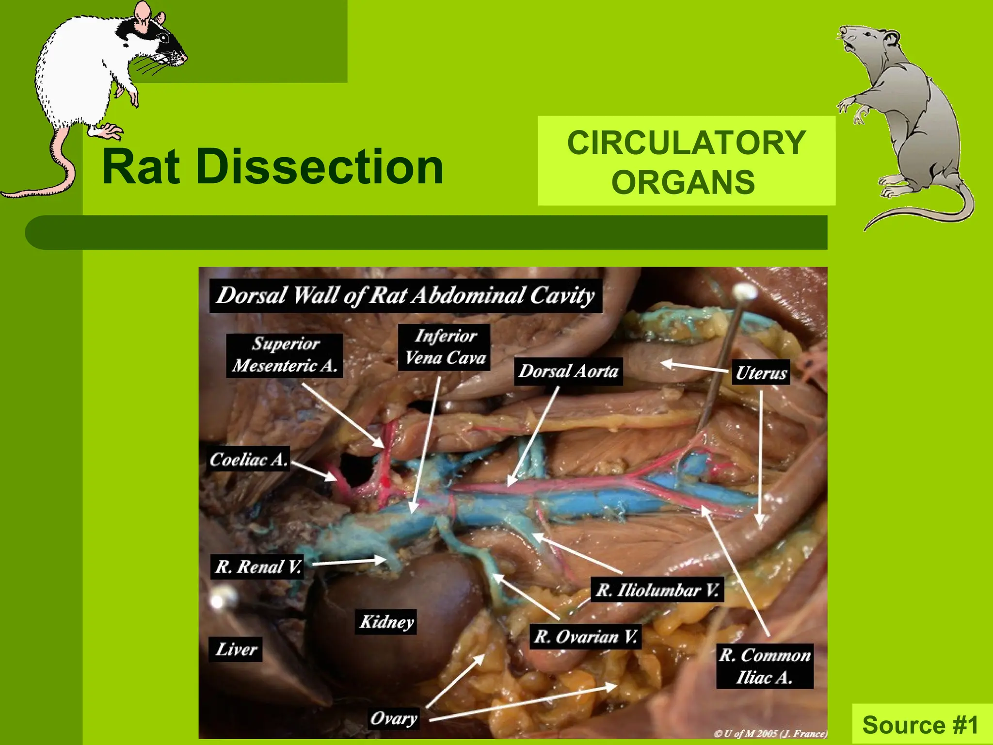 RatDissectionppt new curriculum project.ppt | Free Download