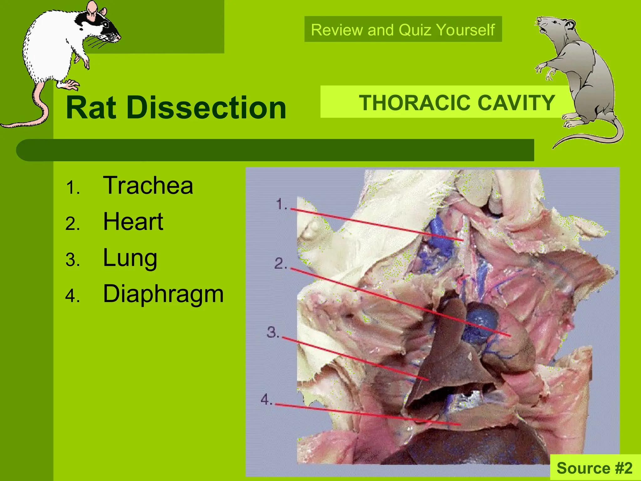 RatDissectionppt new curriculum project.ppt