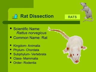 RatDissectionppt new curriculum project.ppt