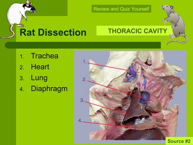 RatDissectionppt new curriculum project.ppt | Free Download