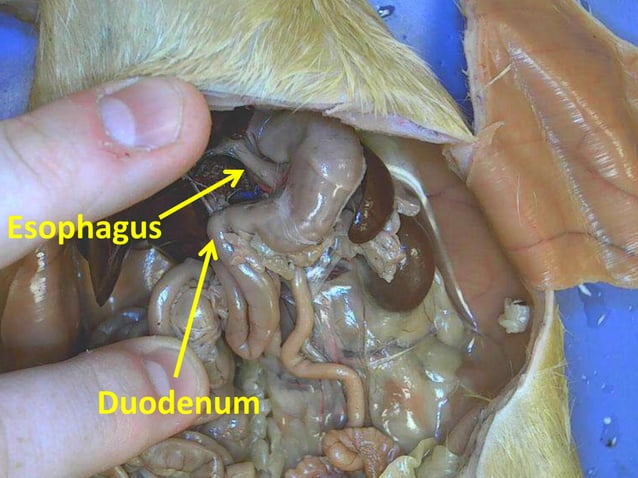 Rat dissection tripp | PPTX