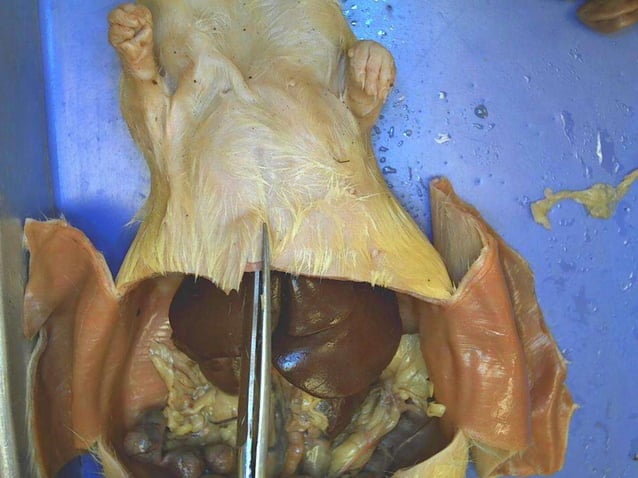 Rat dissection tripp | PPTX