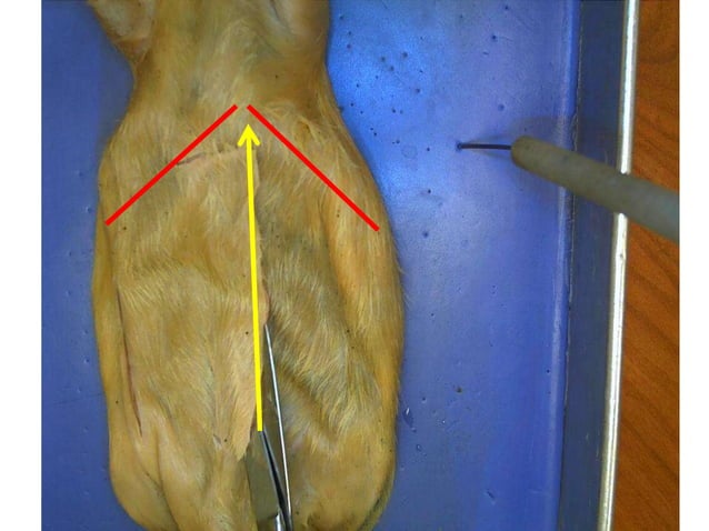 Rat dissection tripp | PPTX