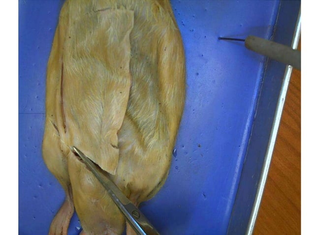 Rat dissection tripp | PPTX