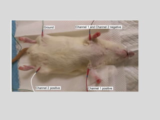 Recording of Rat ECG, BP and heart rate | PPTX