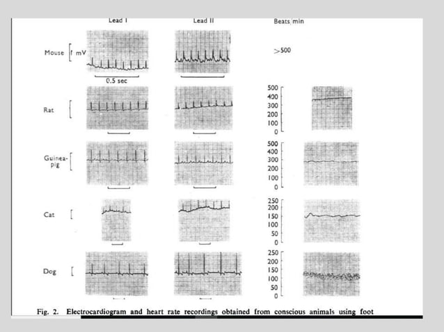 Recording of Rat ECG, BP and heart rate | PPTX | Heart and ...