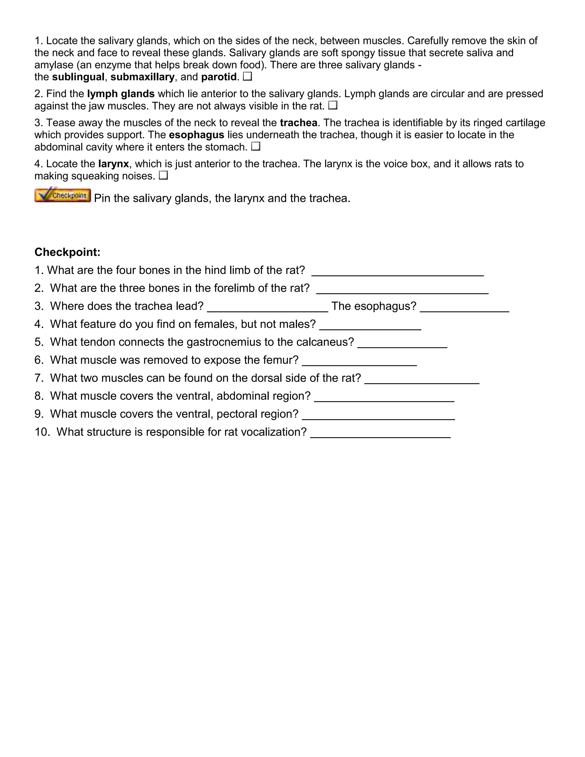 rat_entire_dissection.doc.docx