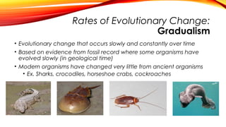 Rates of evolutionary change and extinctions | PPT
