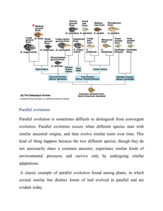 Rates and trends of evolution | DOCX