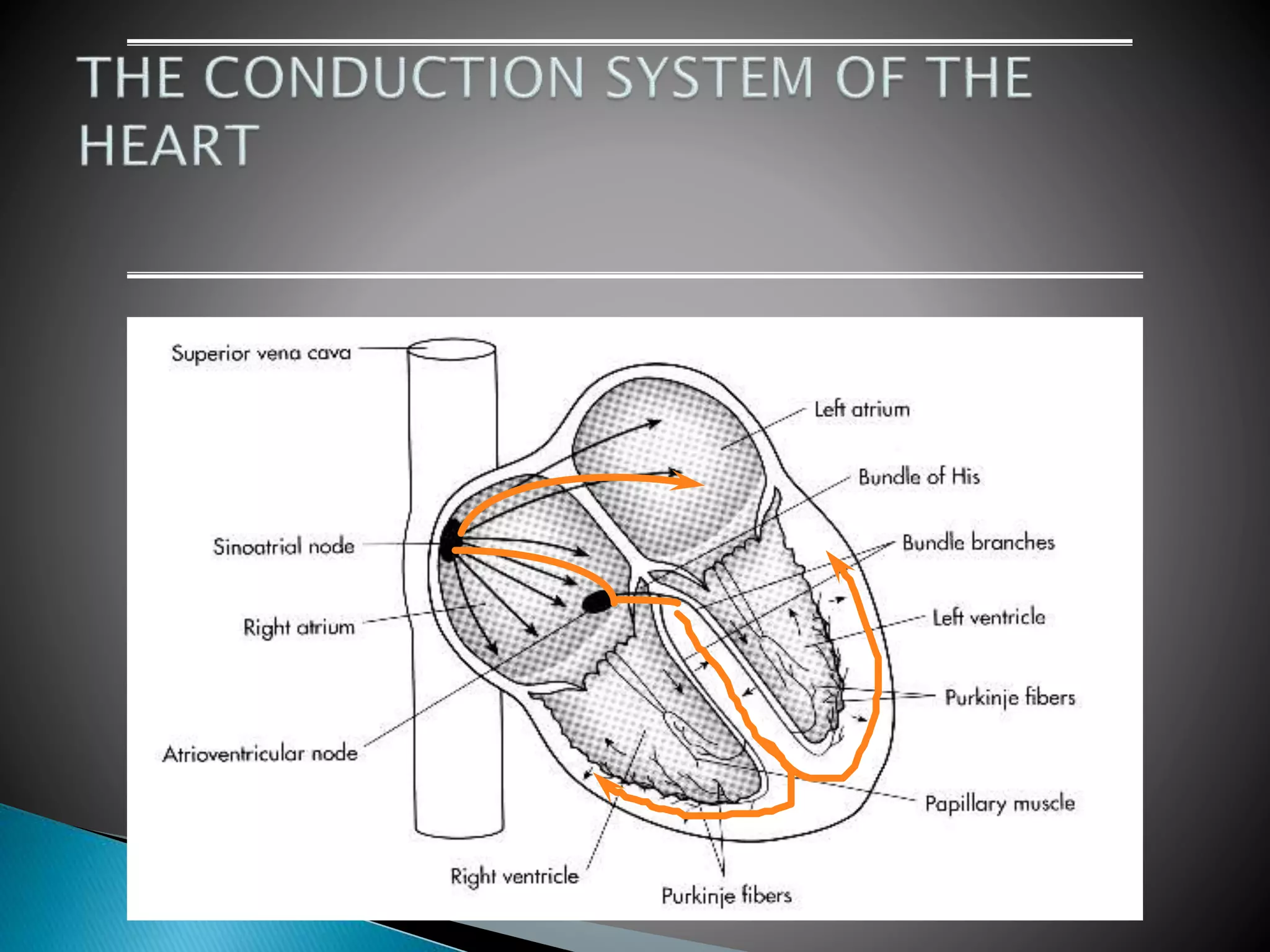 Descripition of heart and purkinje fibres | PPTX