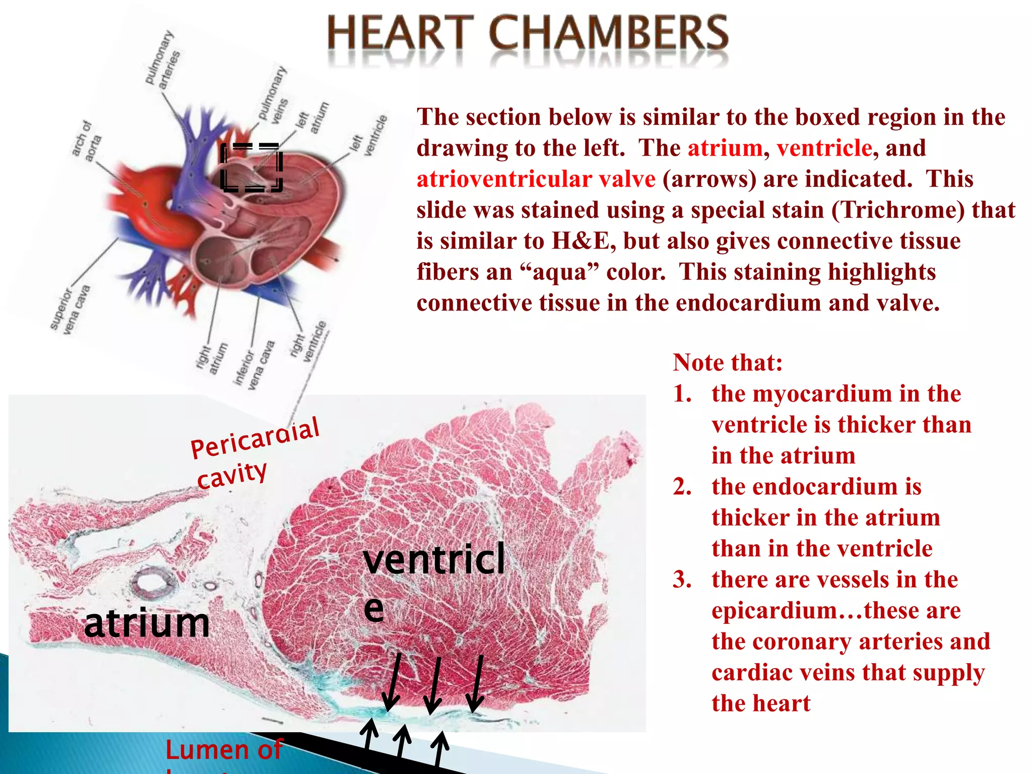 Descripition of heart and purkinje fibres | PPT