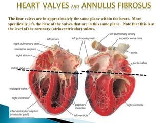 Descripition of heart and purkinje fibres | PPTX