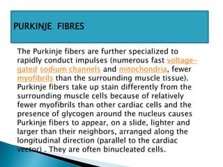 Descripition of heart and purkinje fibres | PPTX
