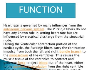 Descripition of heart and purkinje fibres | PPTX