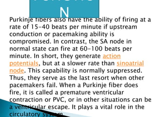 Descripition of heart and purkinje fibres | PPTX