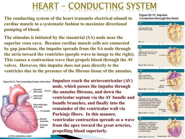 Descripition of heart and purkinje fibres | PPTX | Heart and ...