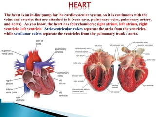 Descripition of heart and purkinje fibres | PPTX