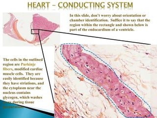 Descripition of heart and purkinje fibres | PPTX
